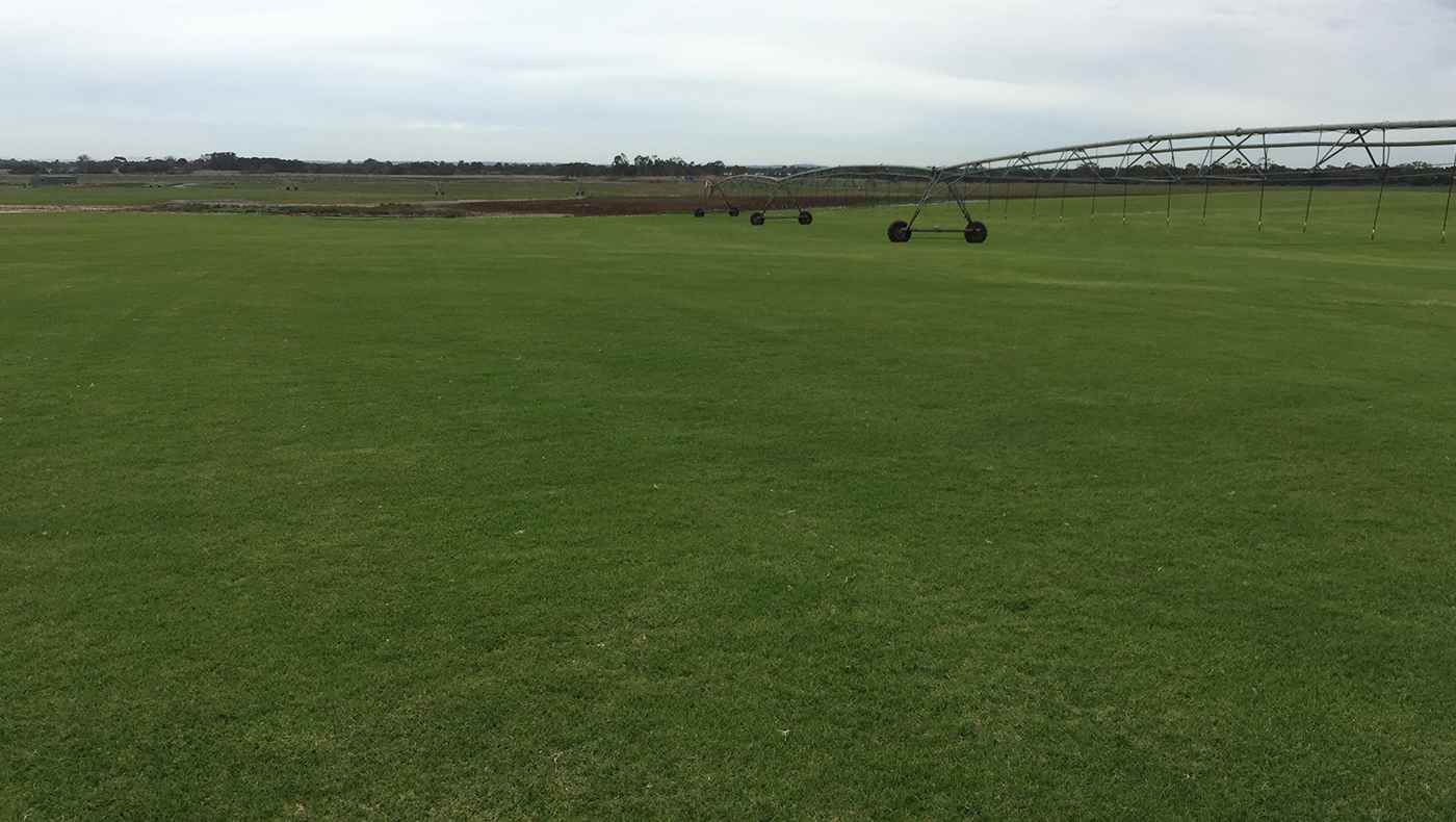 Instant Lawn, Grass & Turf Supplier Melbourne, Geelong - Anco Turf